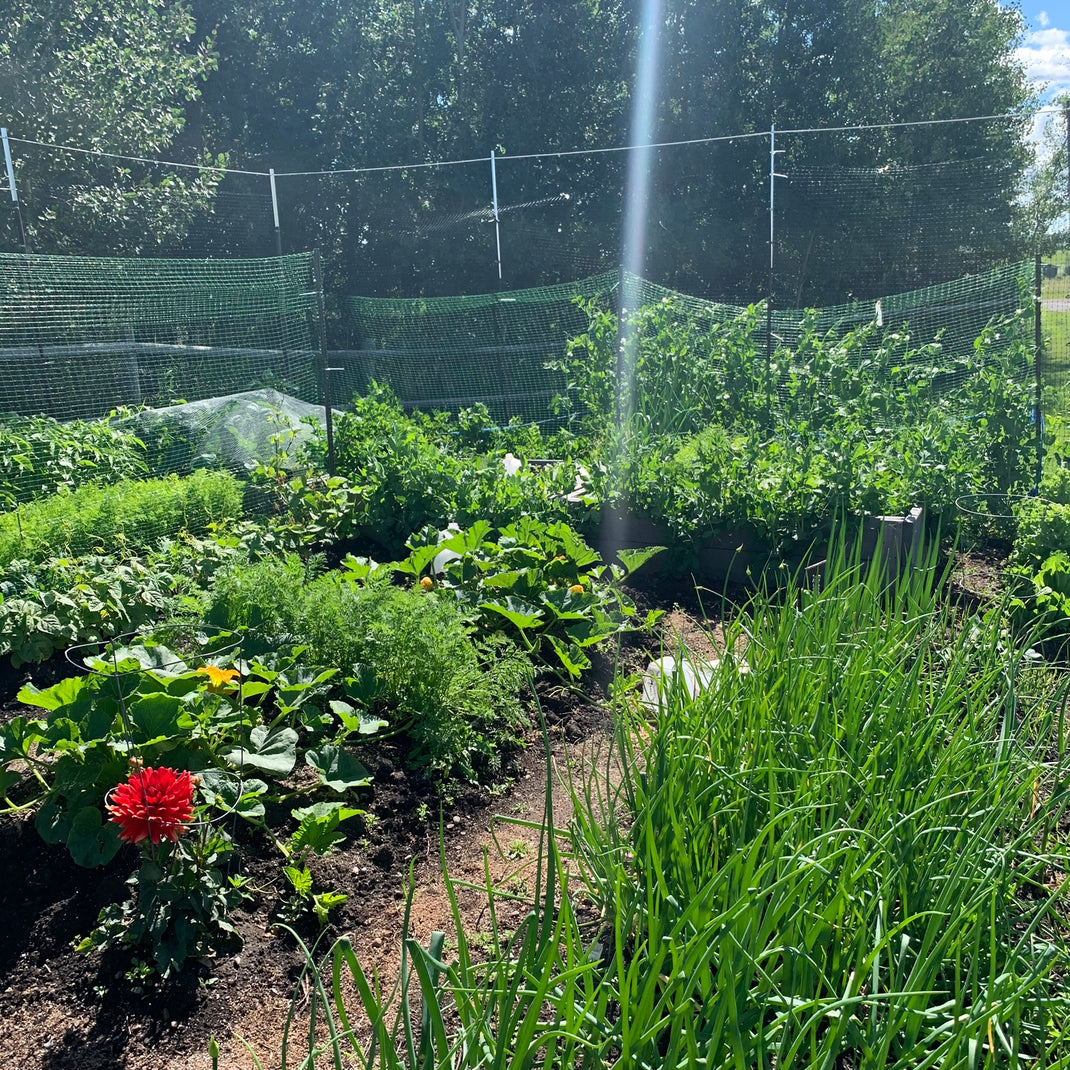 Square Foot Gardening Instructions and Guides | Seeding Square