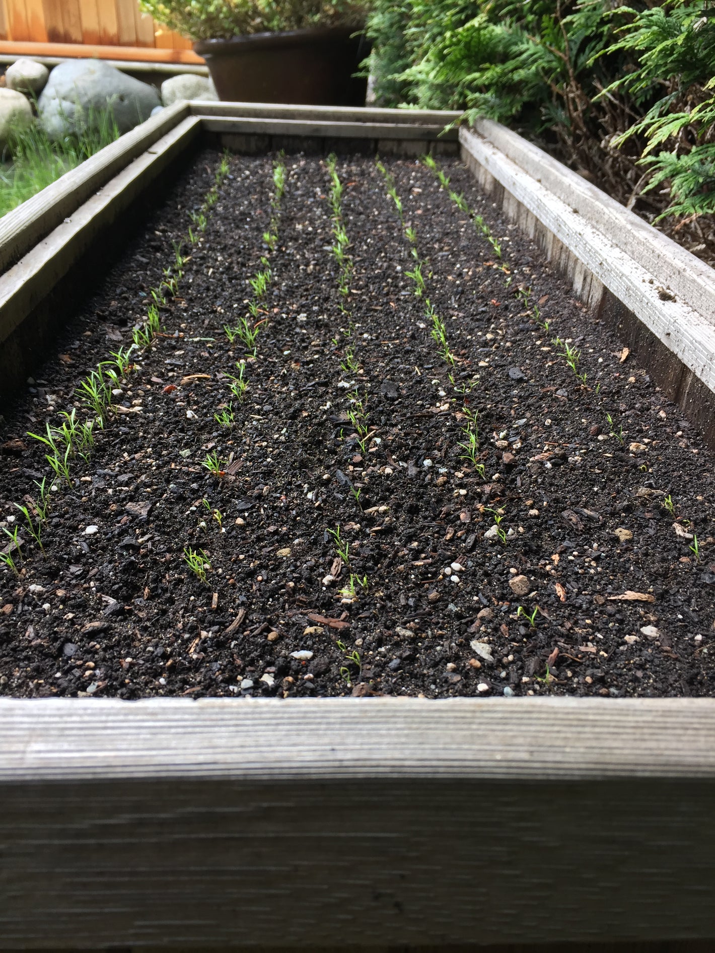 Photo Gallery - Seeding Square
